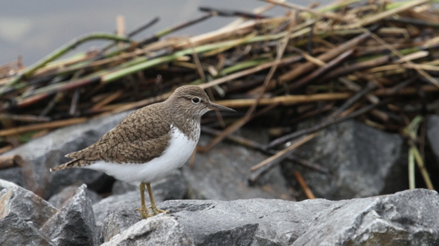 Birdersdiary » Rantasipi