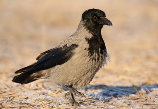 Birdersdiary » Varis