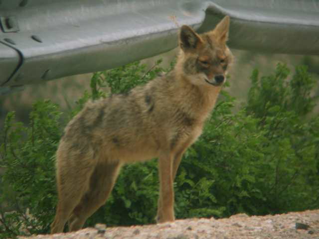 Shakaali | Tripreports